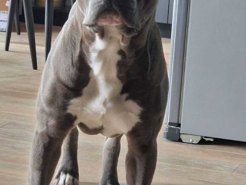 Вязка Американский стаффордширский терьер