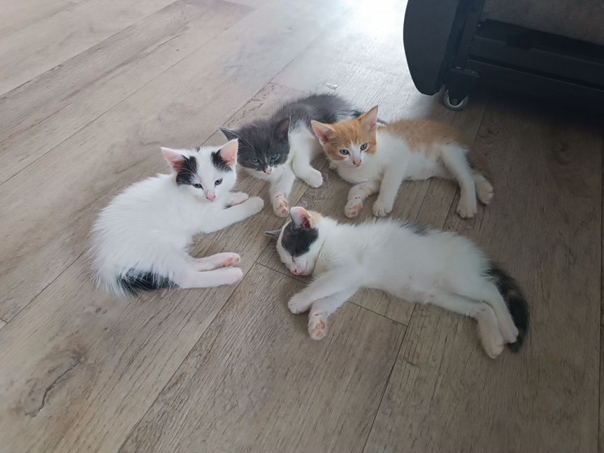 Котята в добрые руки