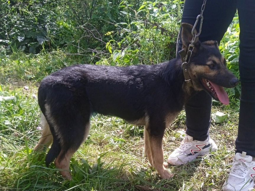 Маня дворняжка