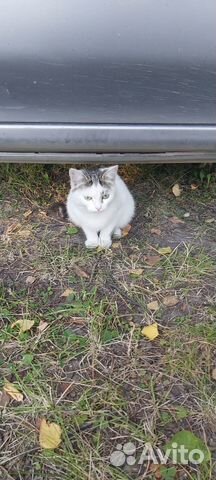 Котёнок ищет дом