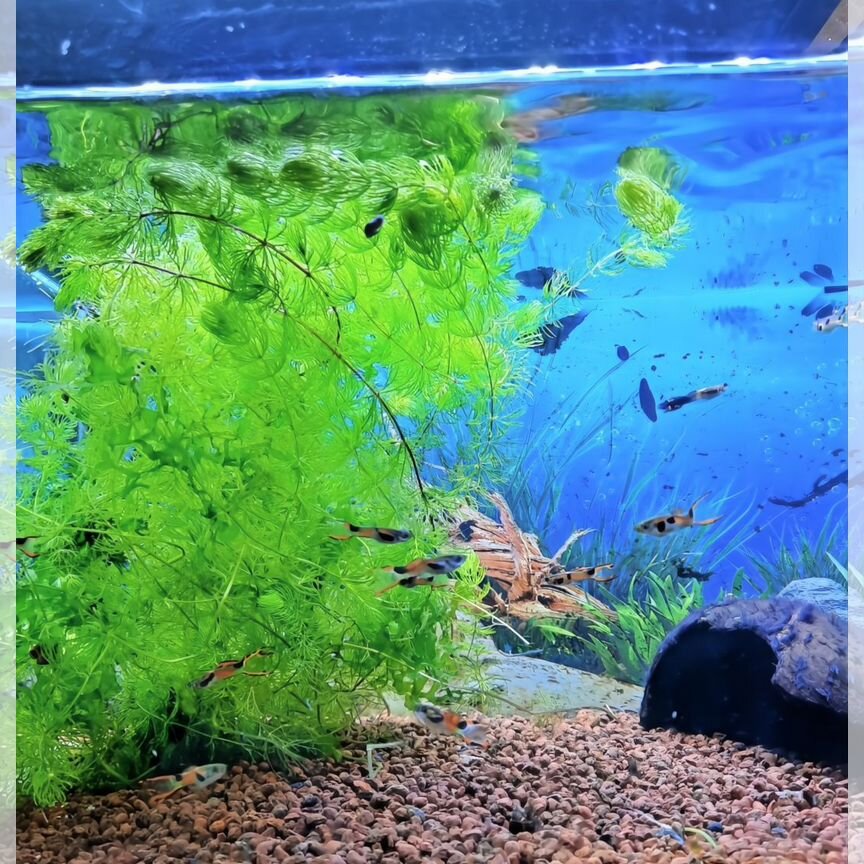 Гуппи эндлера