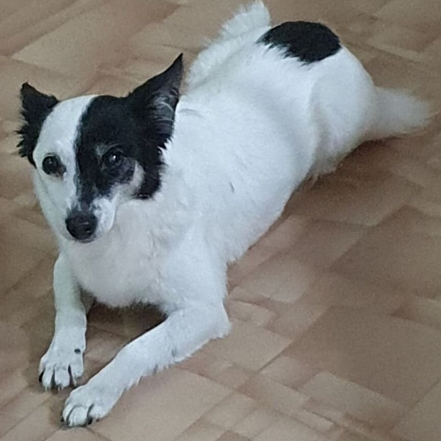 Американский той-терьер