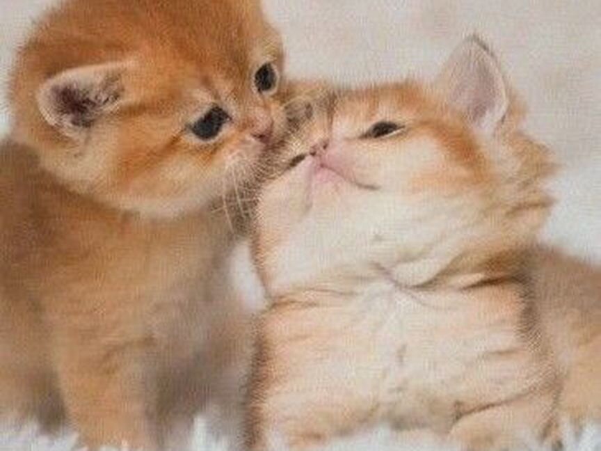 Британские котята яркое золото