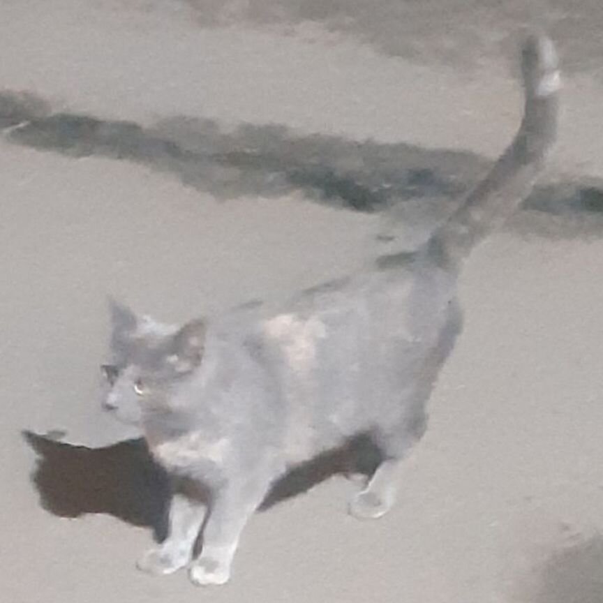 Бездомная кошка