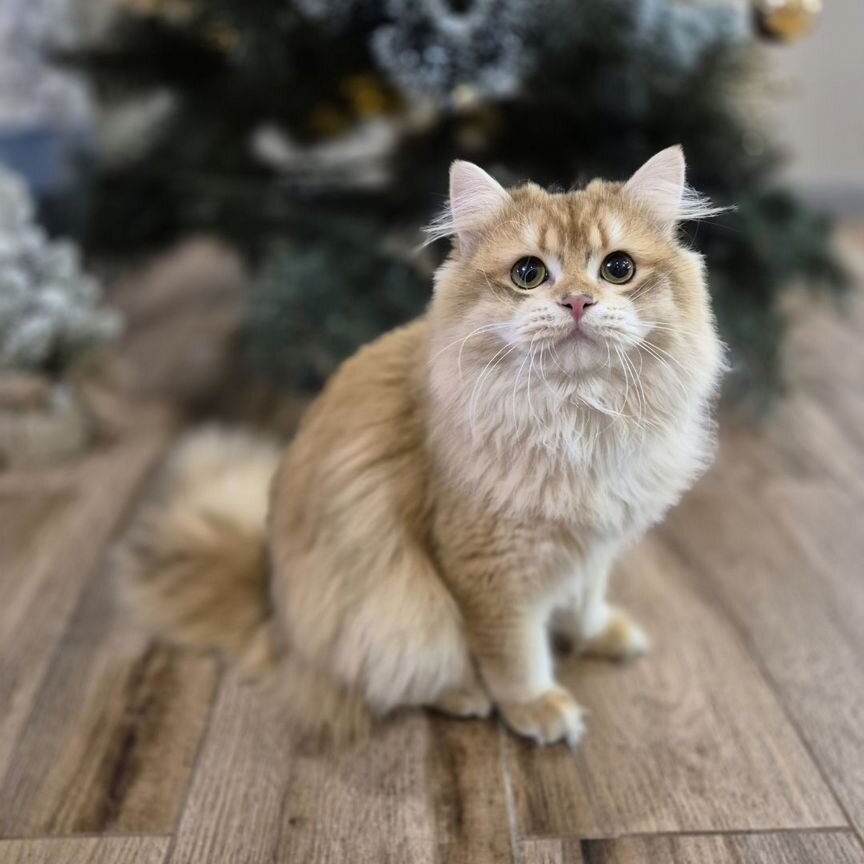 Британский длинношёрстный котёнок