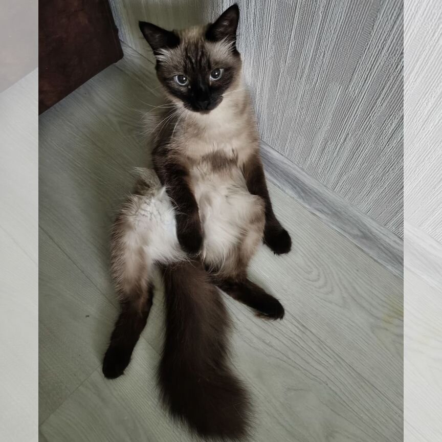 Невская маскарадная кошка, взрослая