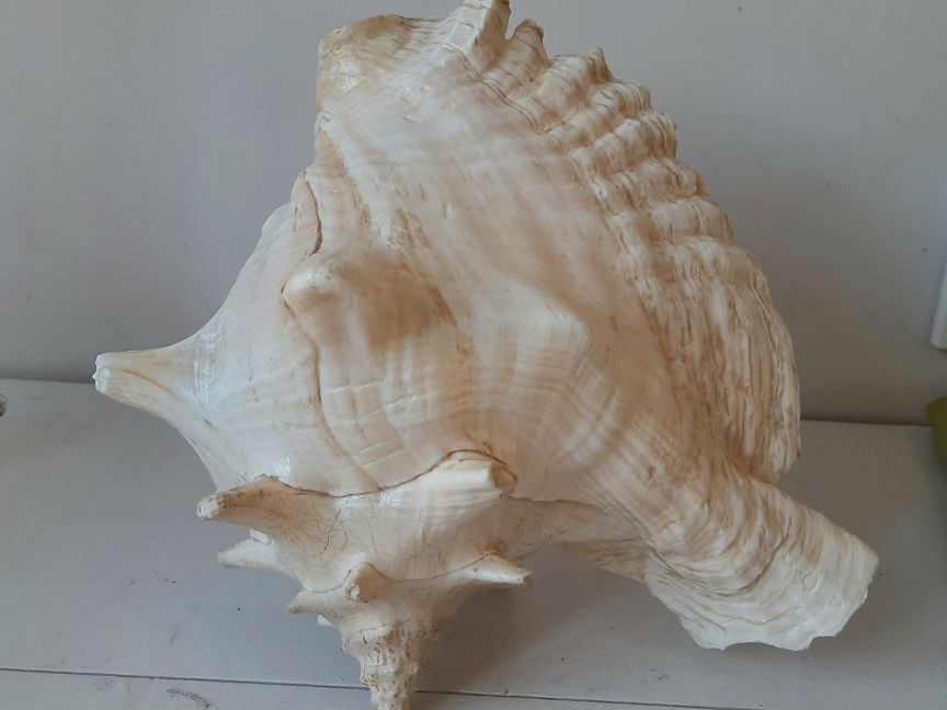 Раковина большая морская