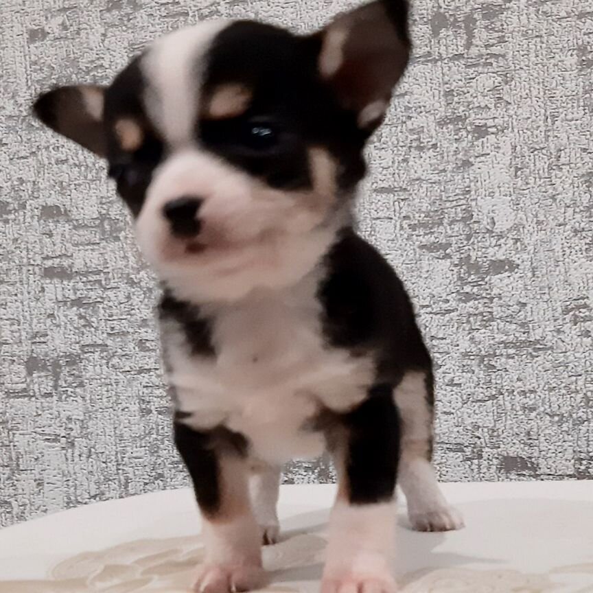 Щенок чихуахуа