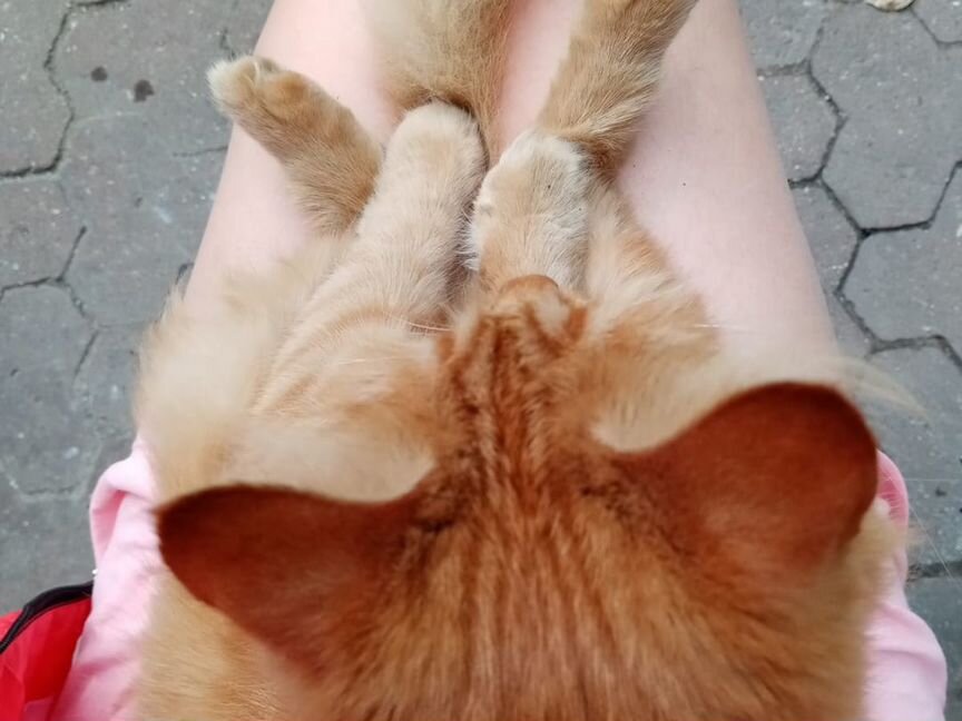 Нужен хозяин