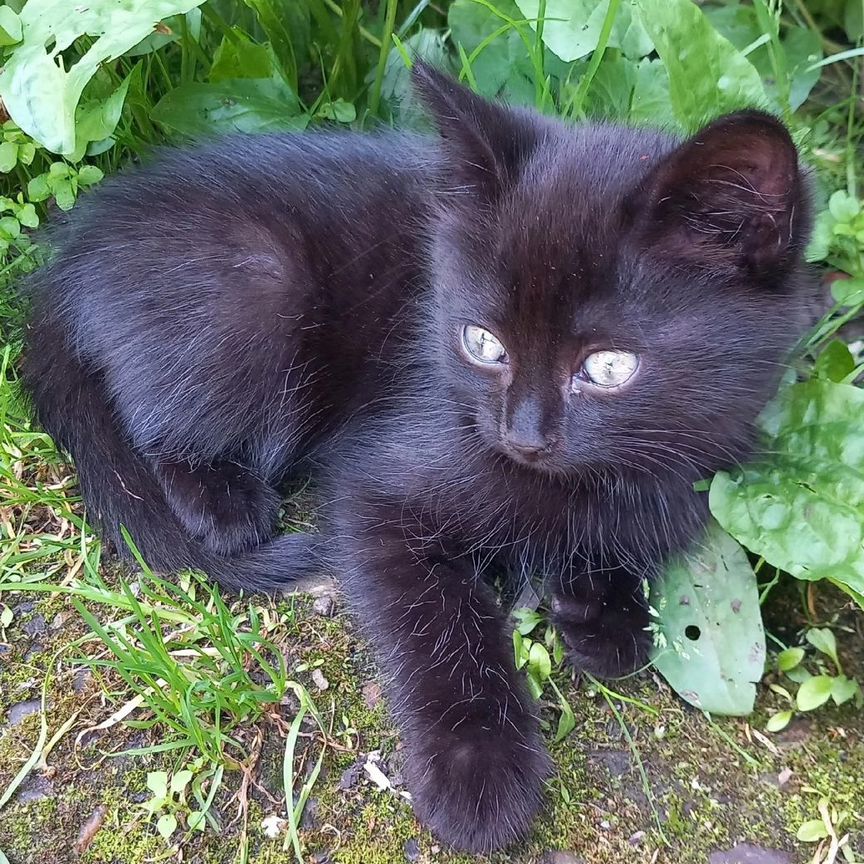 Черный котенок в добрые руки