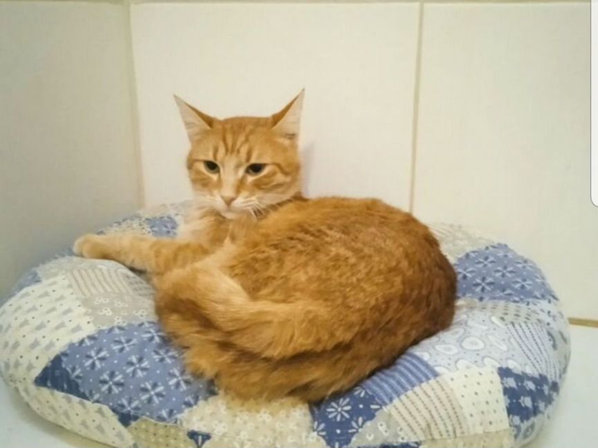 Кот Марсель в добрые руки