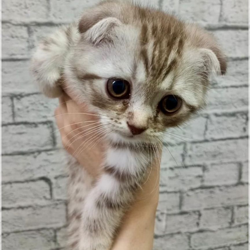 Шотландские вислоухие котята
