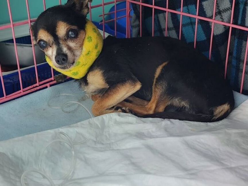 Той-терьер Леве очень нужен дом