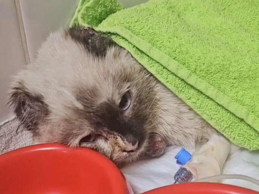 Киса с обморожениями