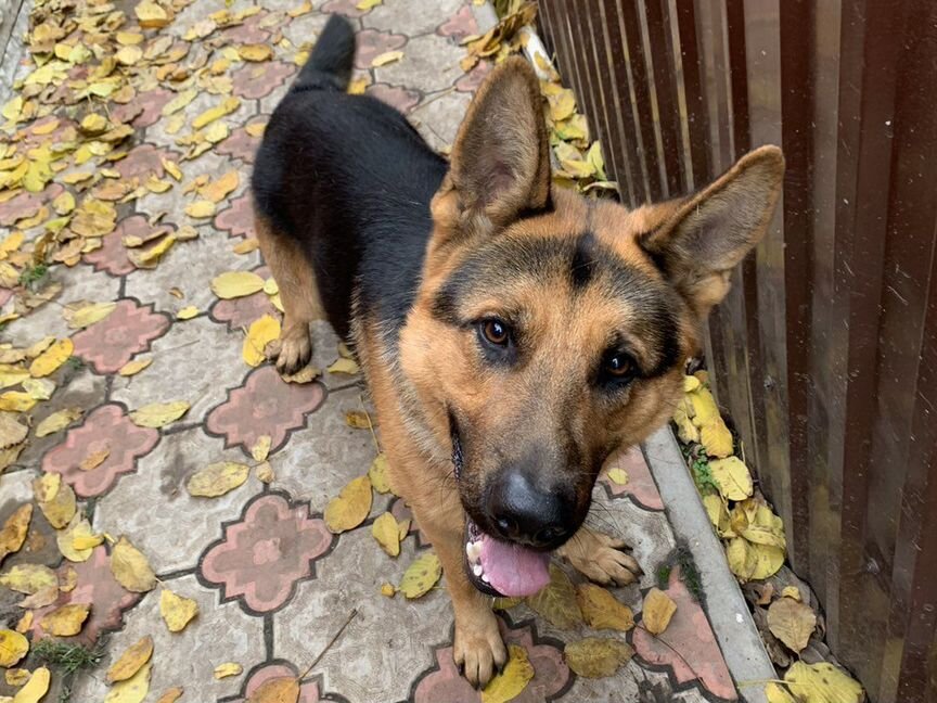 Немецкая овчарка вязка