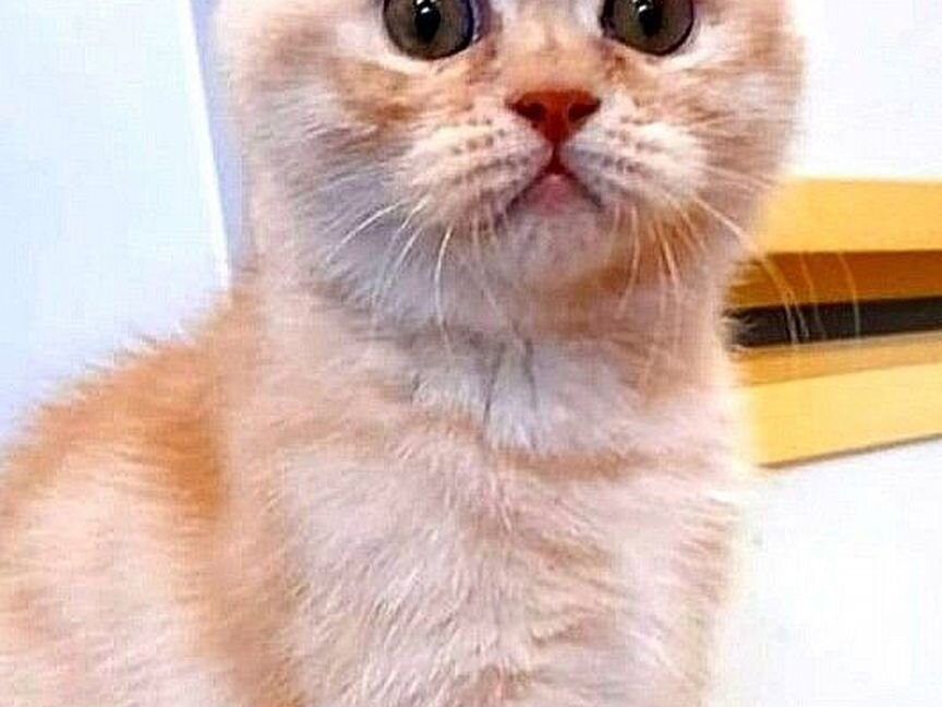 Котик шотландский