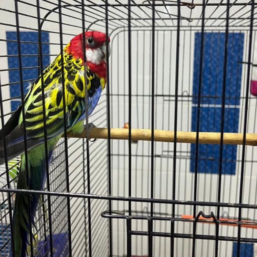 Попугай Габриэль самец