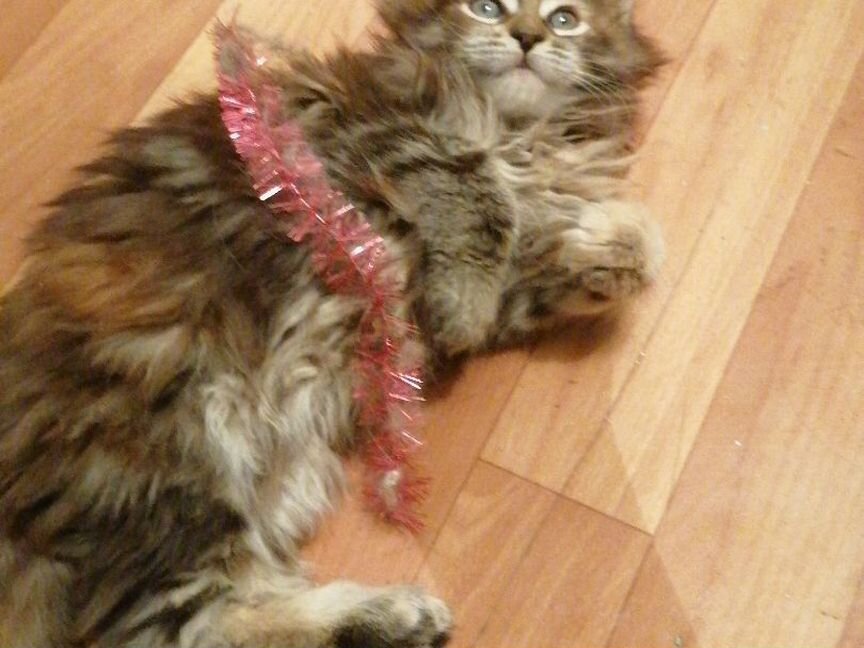 Кошки мейн-кун