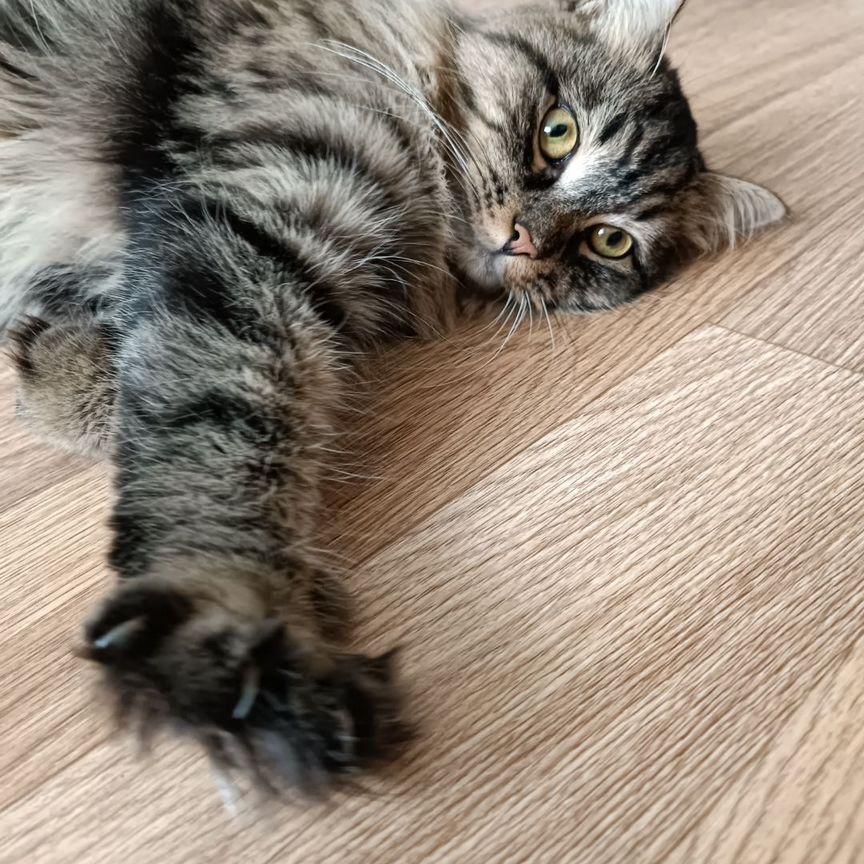 Отдам кота в добрые руки