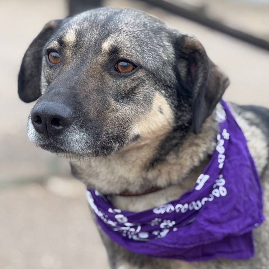 Взрослый пёс в добрые руки