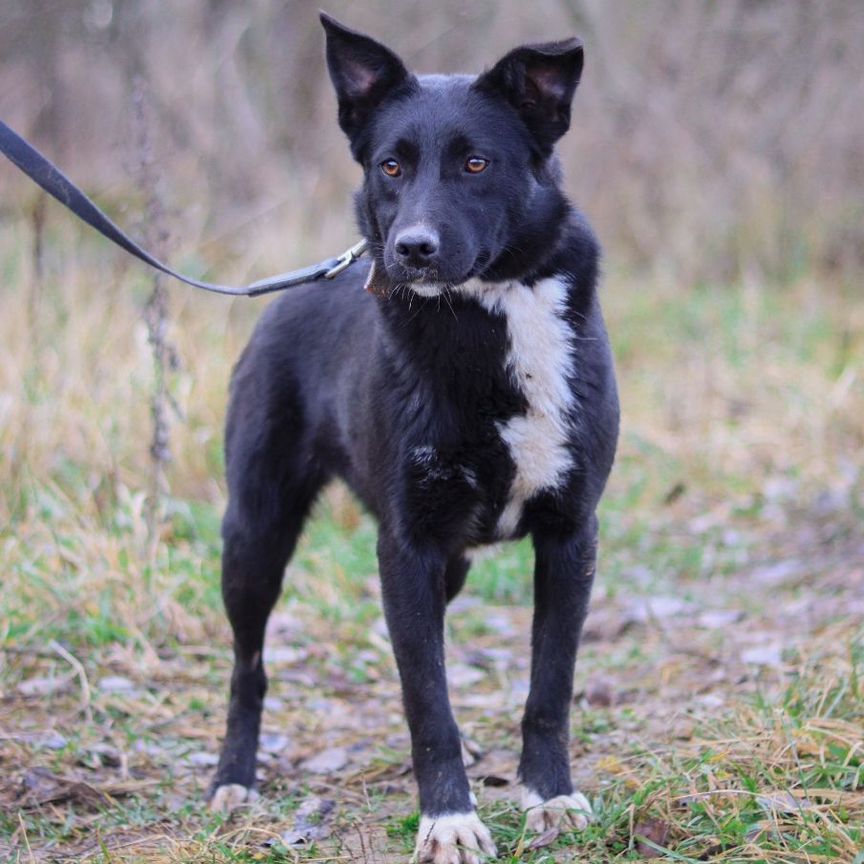 Взрослая собака в добрые руки