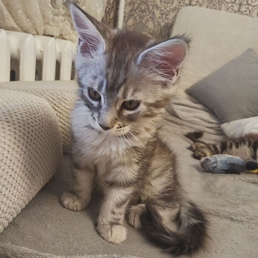 Котята породы мейнкун