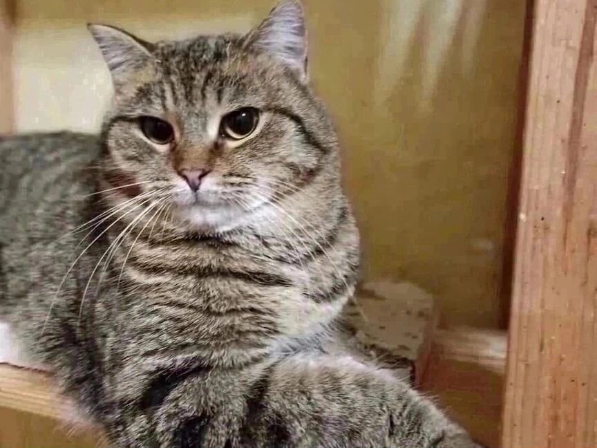 Кошка Эмилия