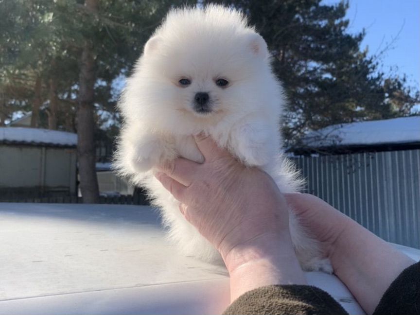 Померанский шпиц micro