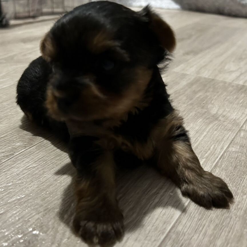 Йоркширский терьер, щенок