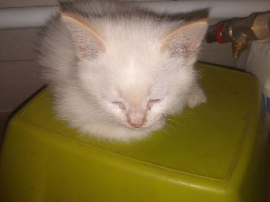 Кошка