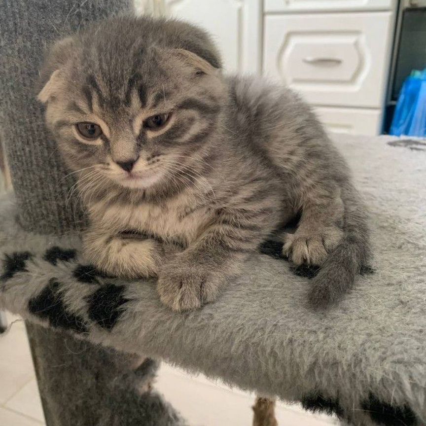 Вислоухие котята