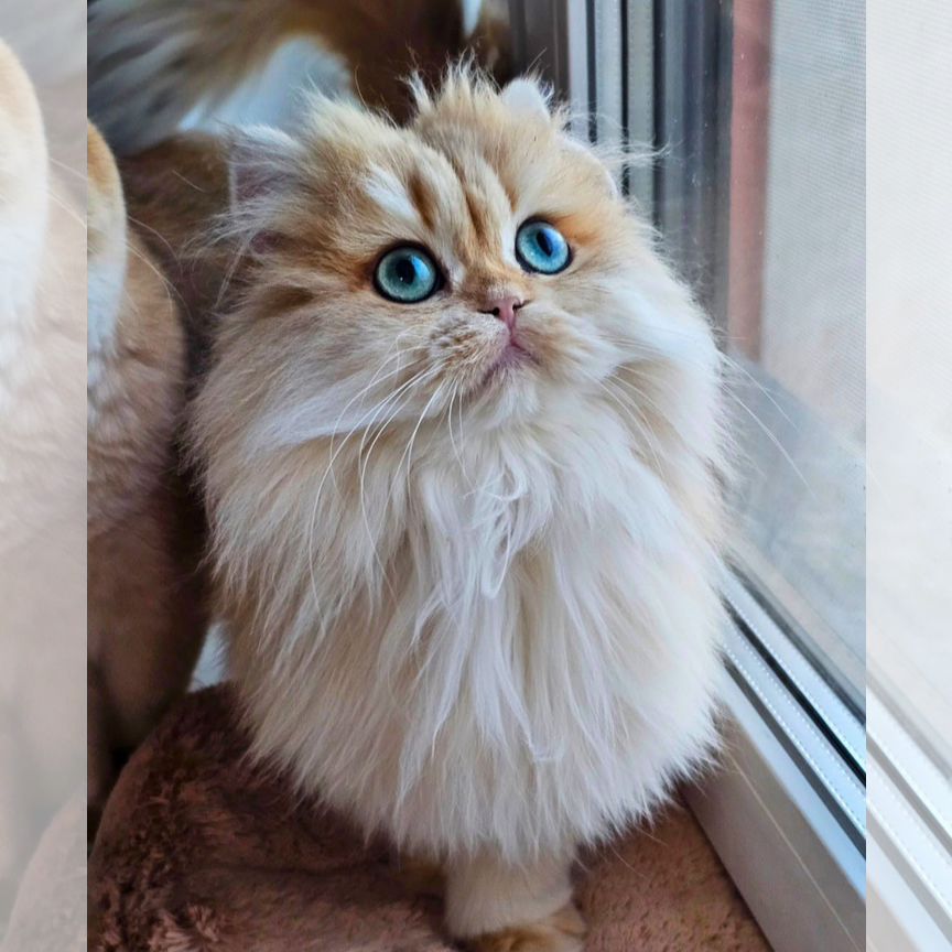 Британская длинношёрстная, взрослая кошка