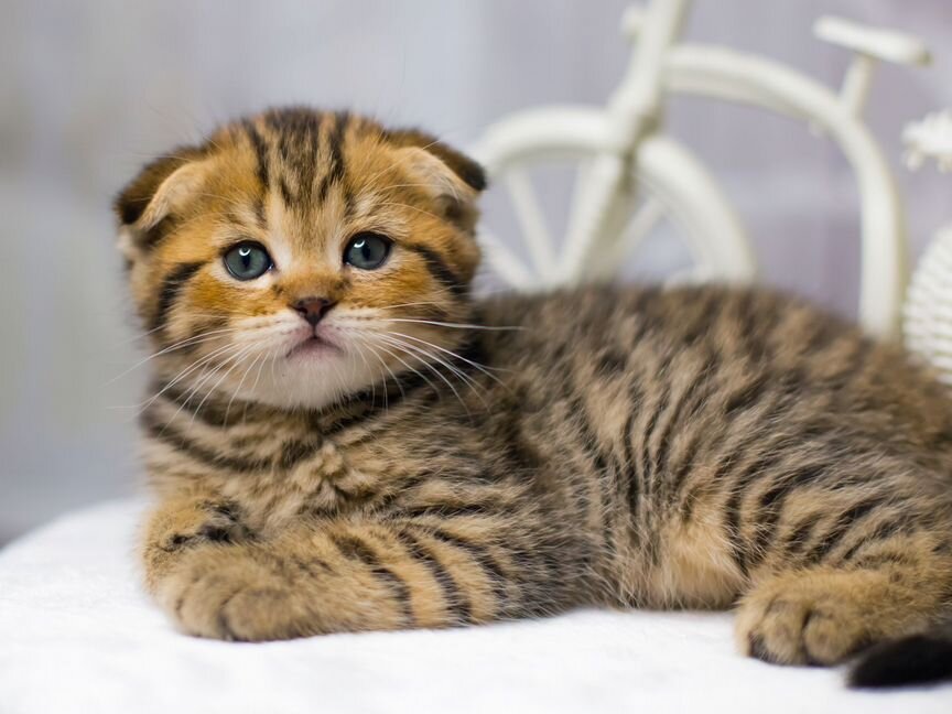Котенок вислоухий мальчик