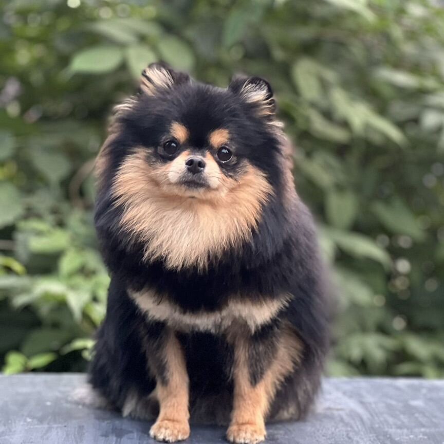 Померанский шпиц медвежьего типа