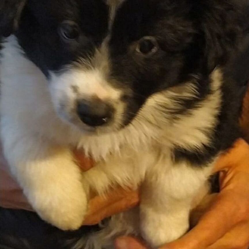 Собака в добрые руки щенок