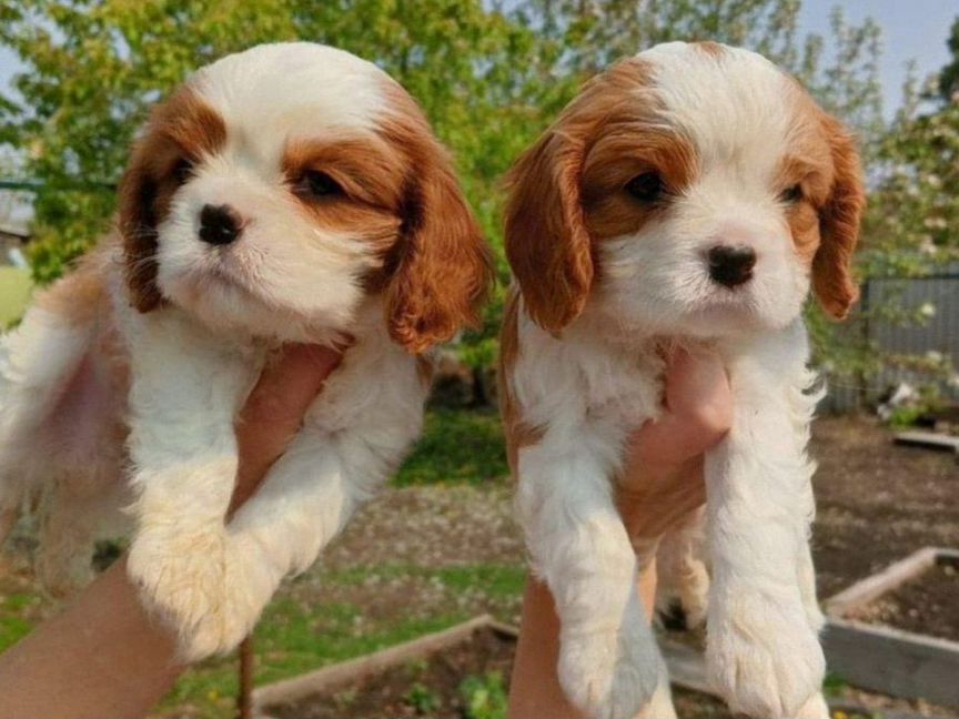 Кавалер кинг чарльз спаниель