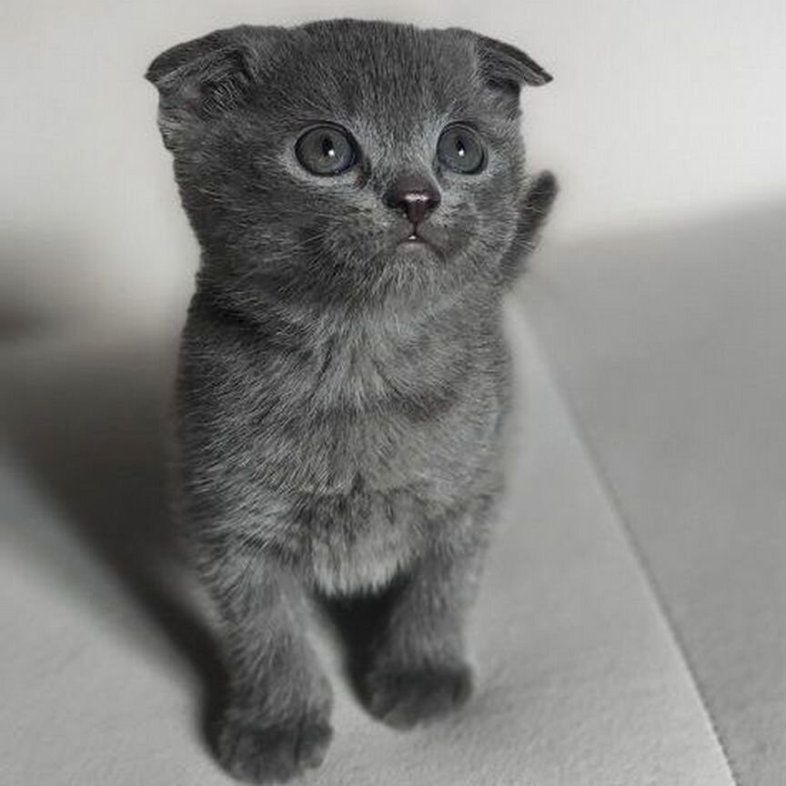 Шотландский вислоухий короткошёрстный котёнок