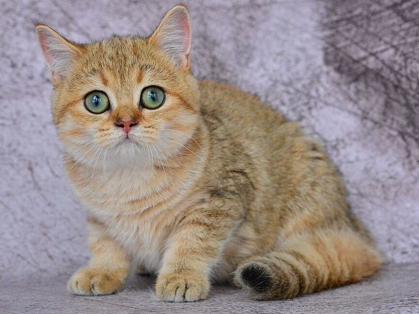 Британский котенок девочка