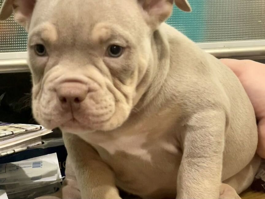 Мальчик ам булли