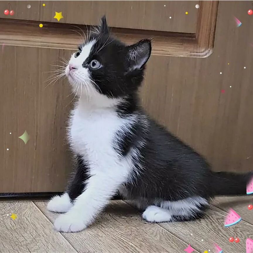 Котенок Бусинка 3 мес