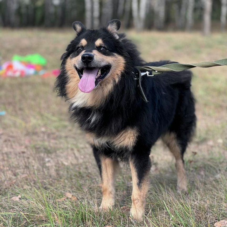 Атаману очень нужен дом