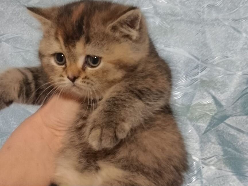 Шотландская скотиш страйт трёх цветная