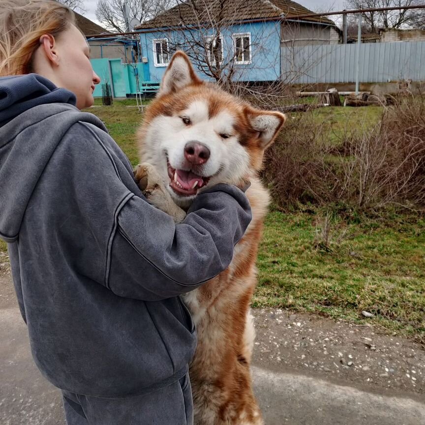 Отдам в добрые руки