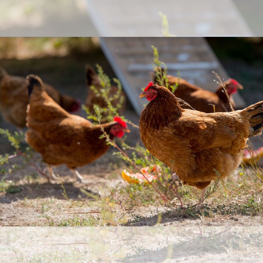 Курицы несушки молодки