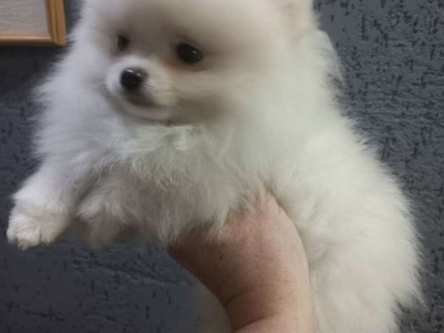 Померанский шпиц мини