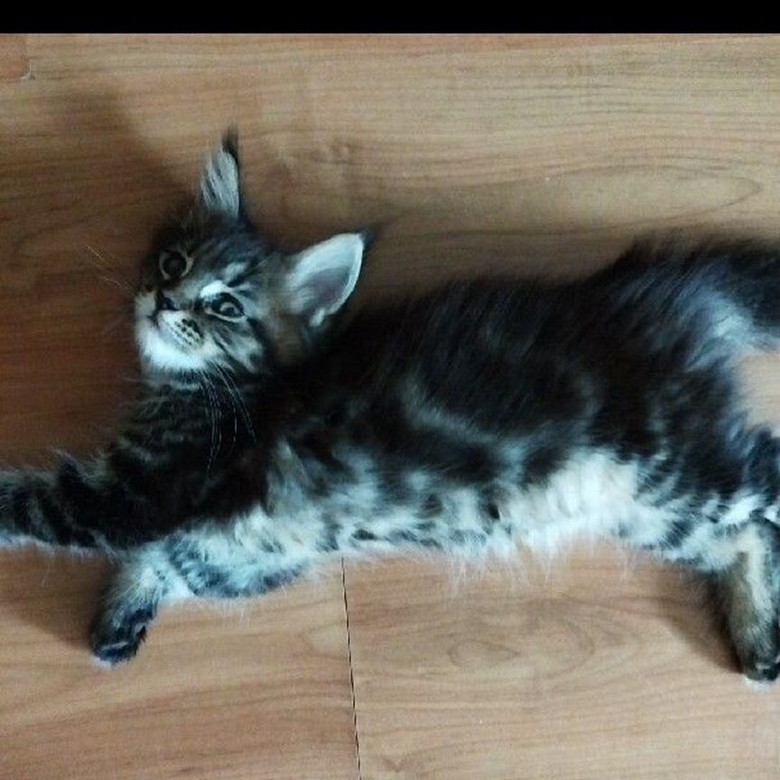 Мейн-кун котёнок