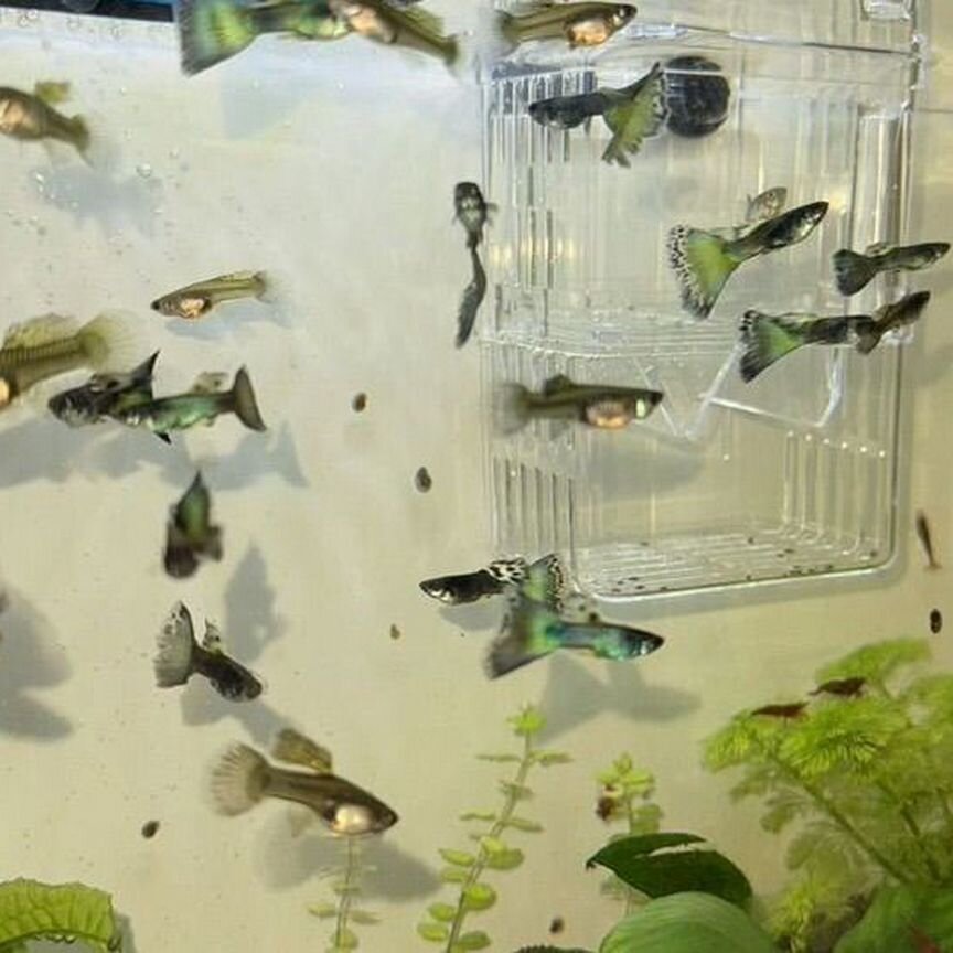 Рыбки гуппи