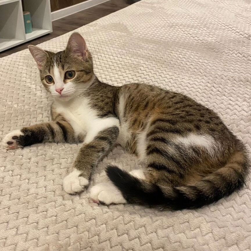 Отдам котейку девочка