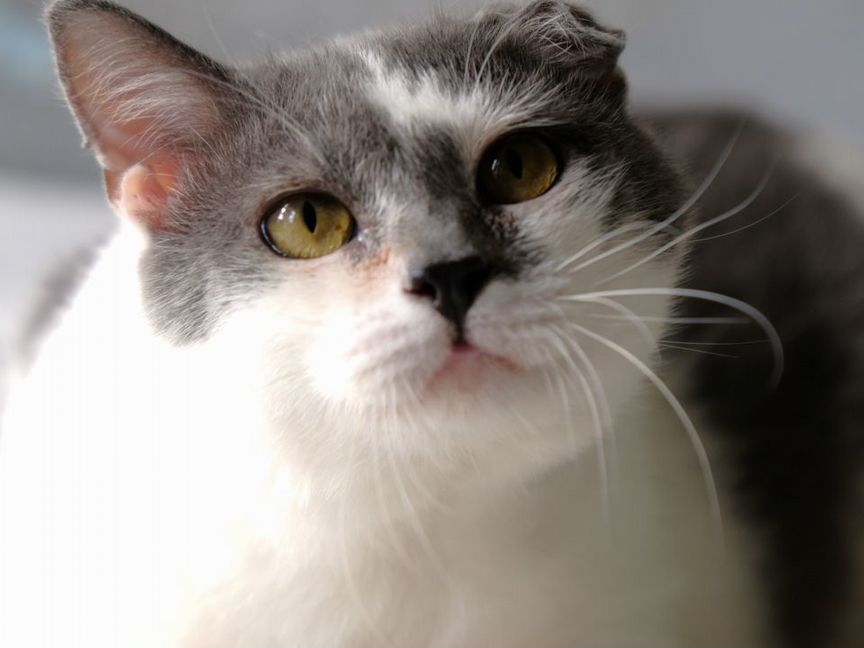 Нежный котик Луксор ищет дом