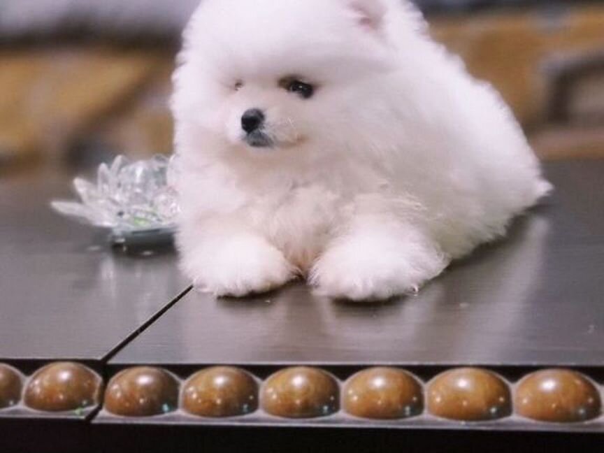 Малыш шпица